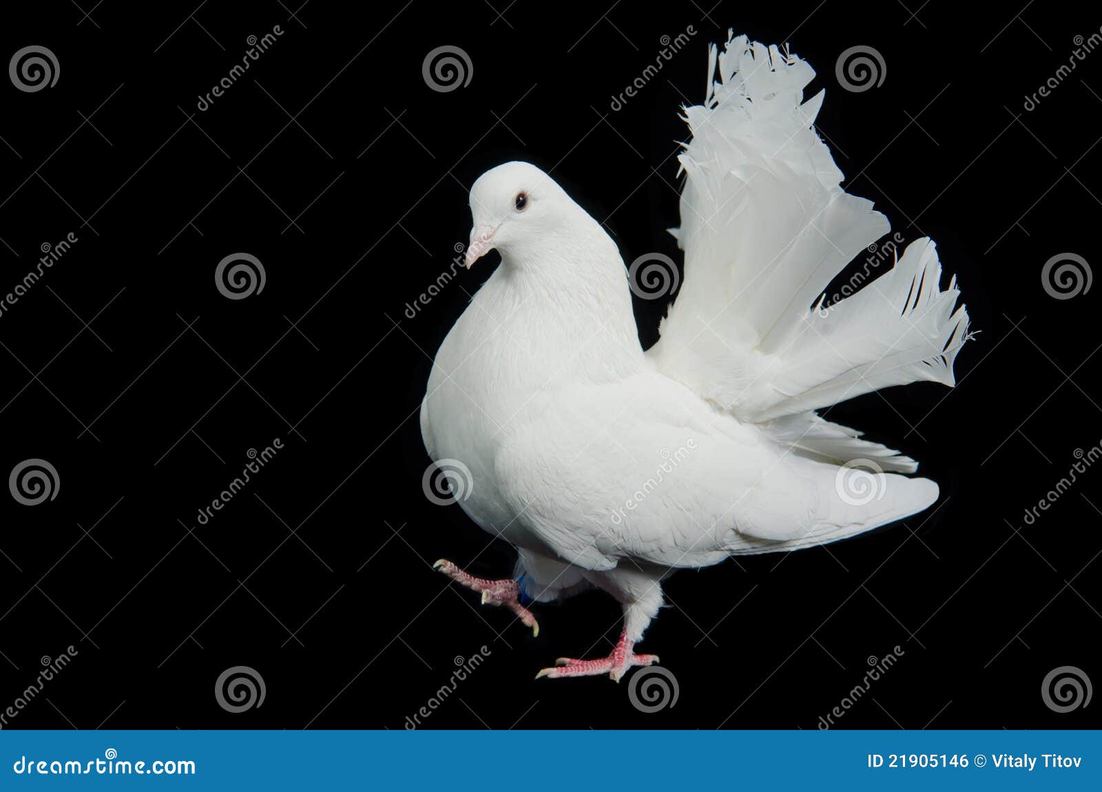 Belle Marche De Colombe De Blanc Photo stock - Image du plumage ...