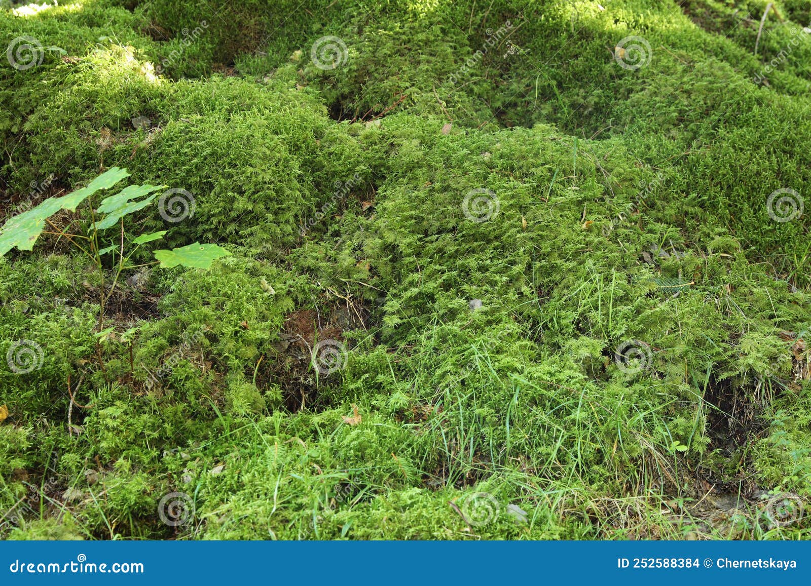 Belle Mousse Verte Au Sol Vue Closeuse Photo stock - Image du beau ...