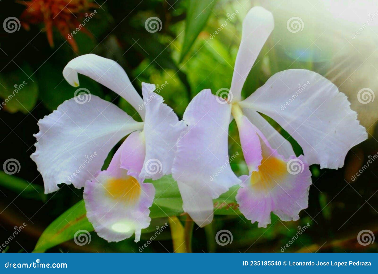 Belle Orquide Colombienne Dans Le Jardin Photo stock - Image du ...