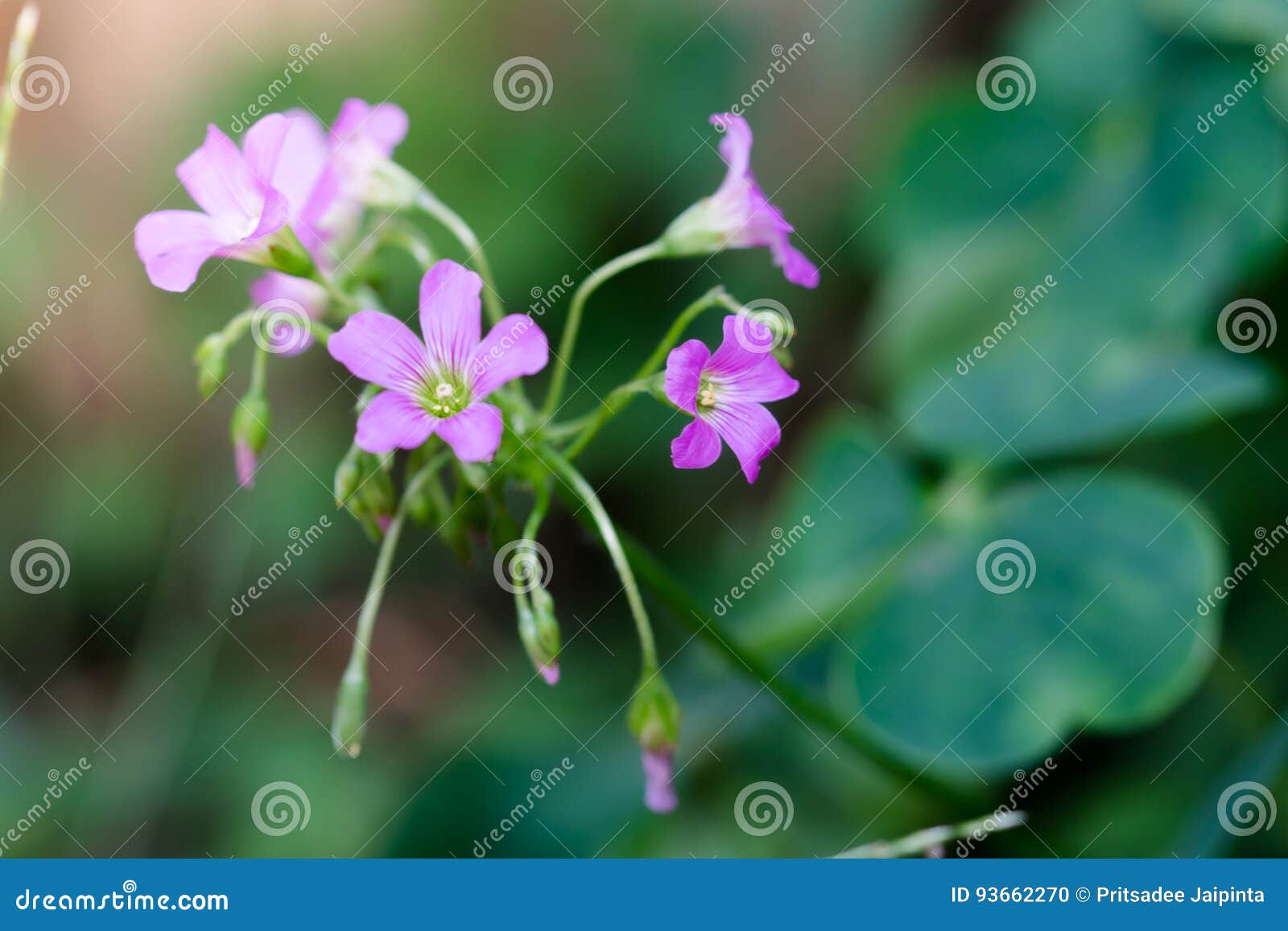 Belle petite fleur rose photo stock. Image du zone, petit - 93662270