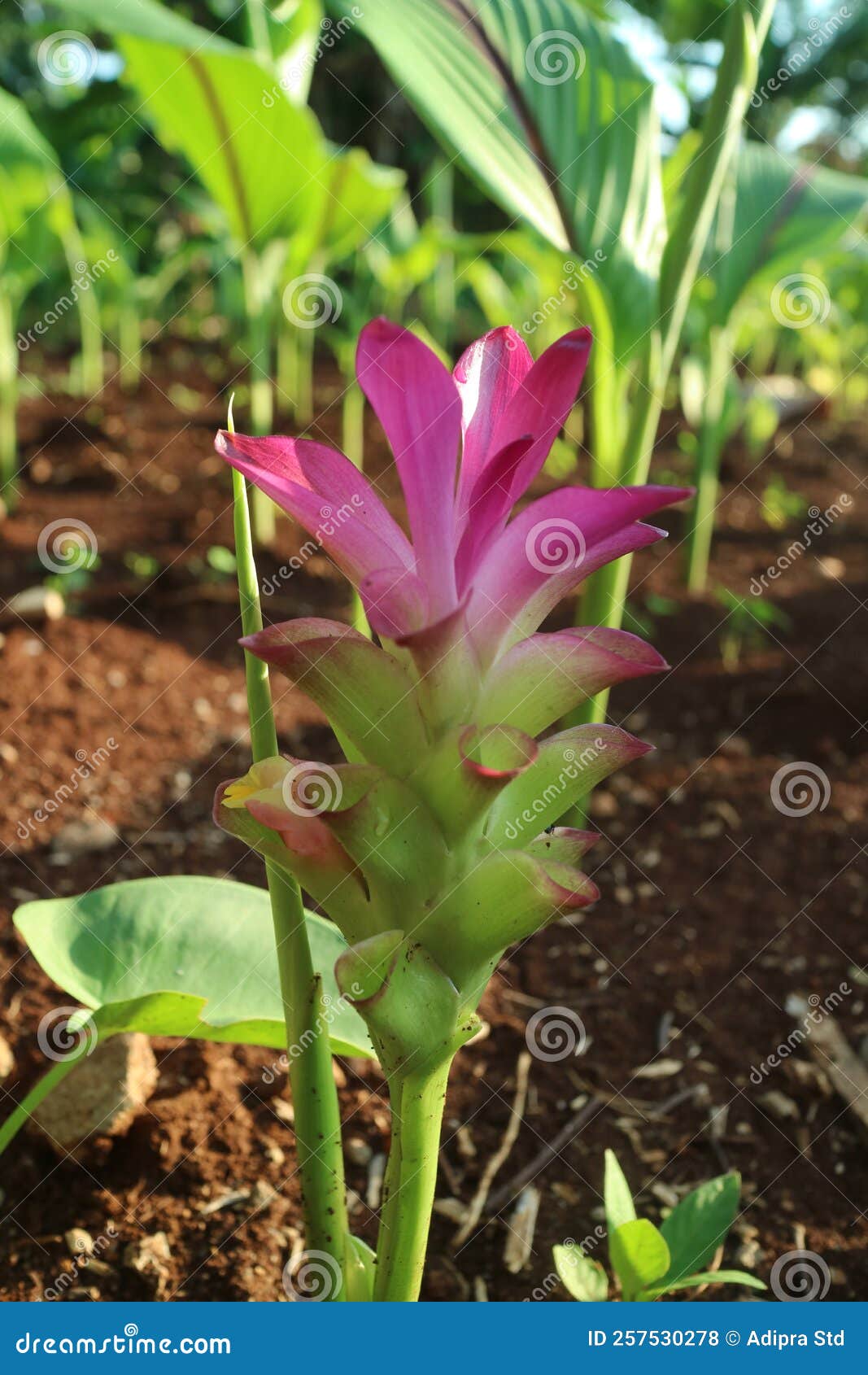 Belle Plante De Curcuma Fleur Aromatica Photo stock - Image du centrale, désinfectant: 257530278