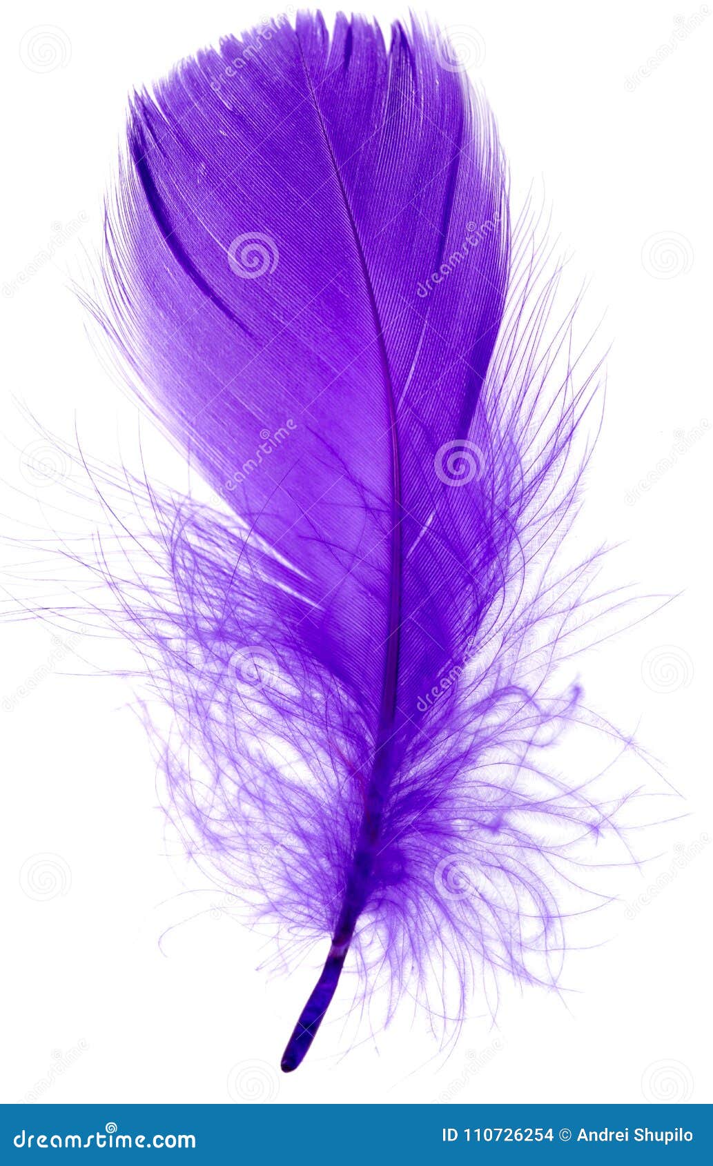 Belle Plume Bleue Sur Le Fond Blanc Photo stock - Image du fond, bleu ...