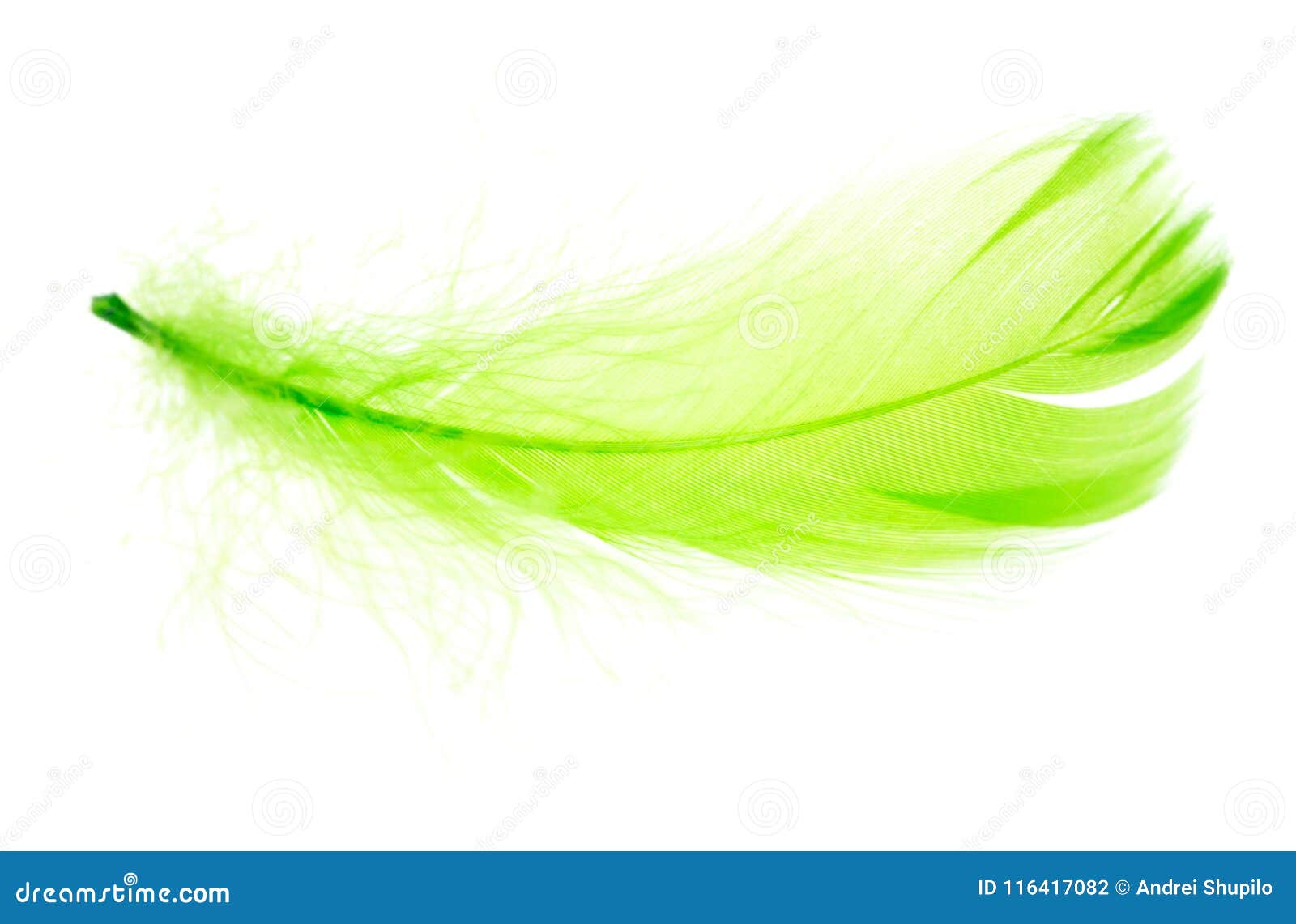 Belle Plume Verte Sur Un Fond Blanc Photo stock - Image du brun ...
