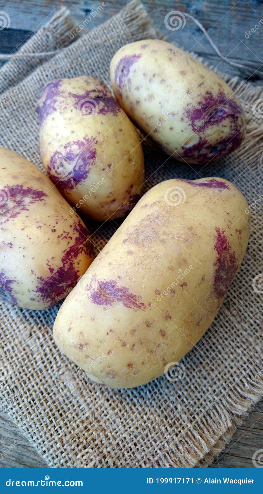 Belle Potato bleue image stock. Image du légume, belle - 199917171