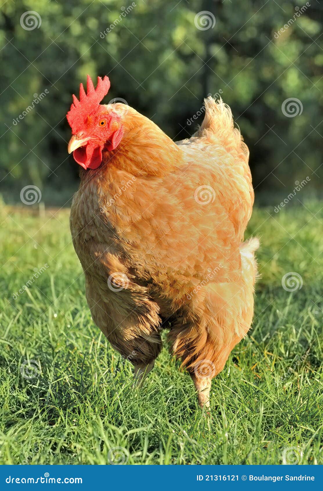 Belle poule rouge image stock. Image du volaille, campagne - 21316121