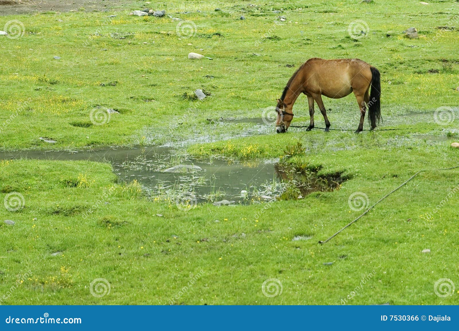 Belle prairie photo stock. Image du centrales, paysage - 7530366