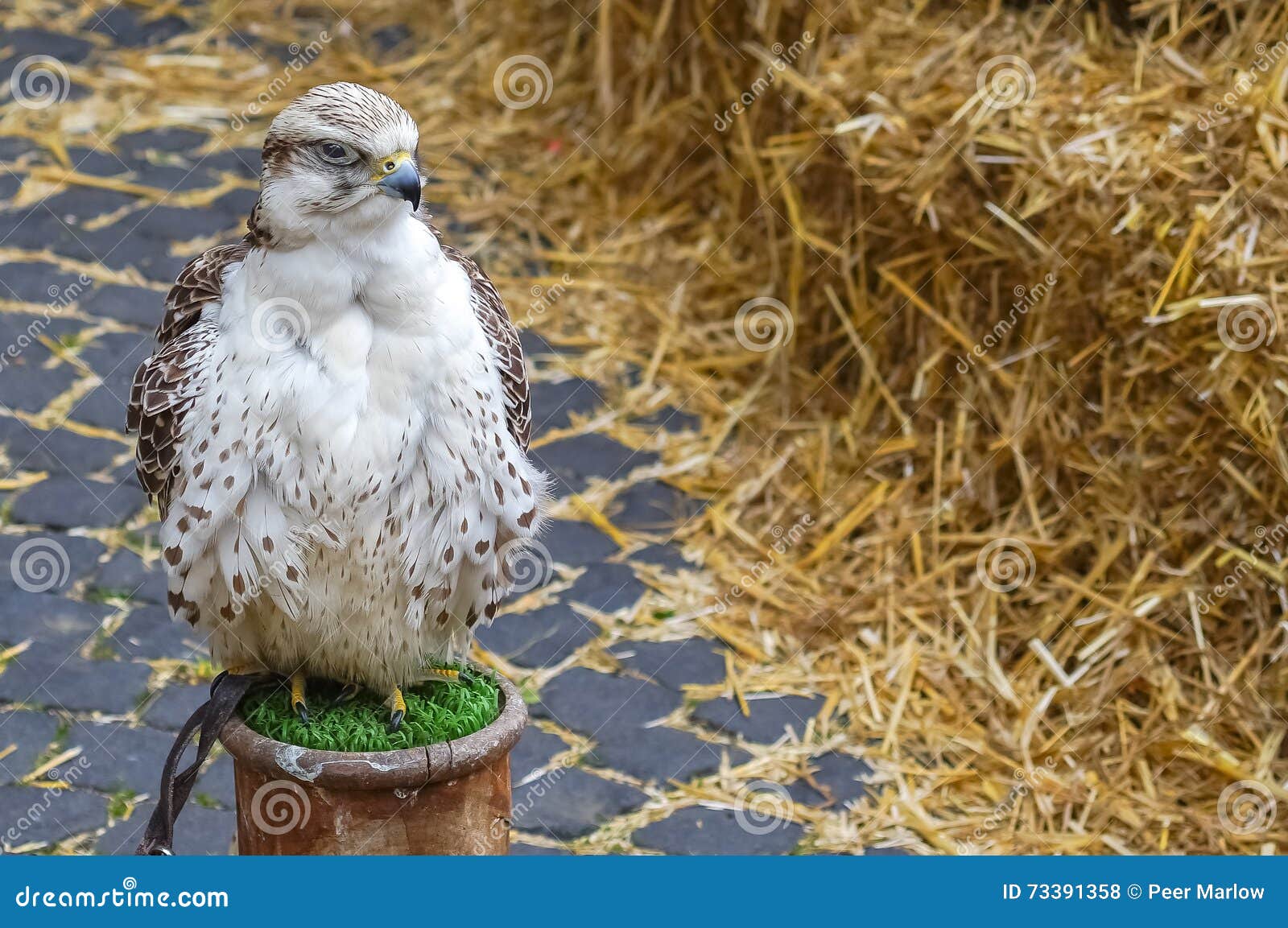 Belle rapaci bianche fotografia stock. Immagine di piume - 73391358