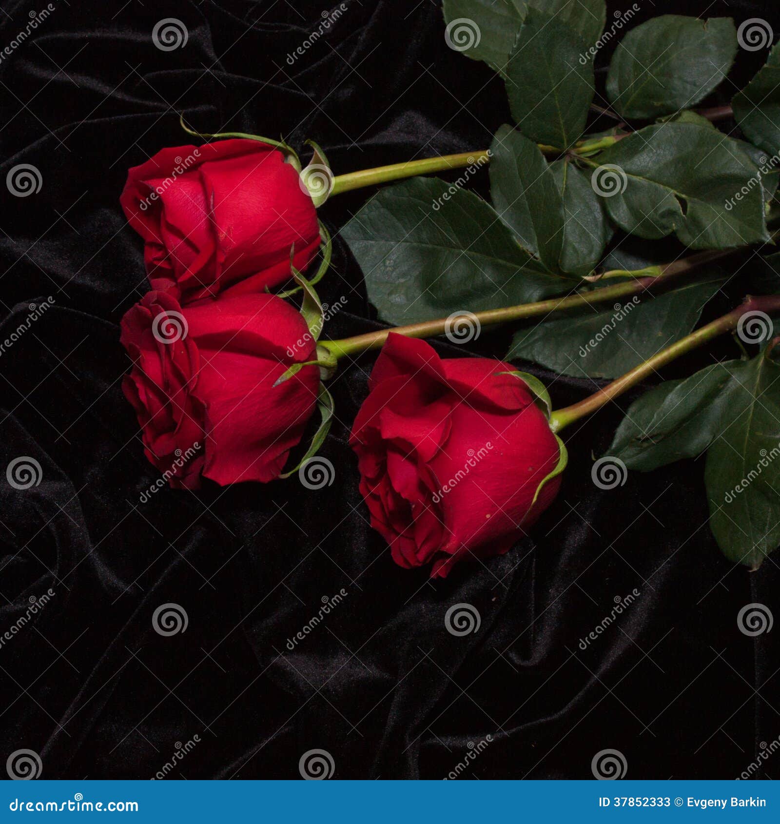 Belle Rose De Rouge Sur Le Satin Noir Image stock - Image du noir ...
