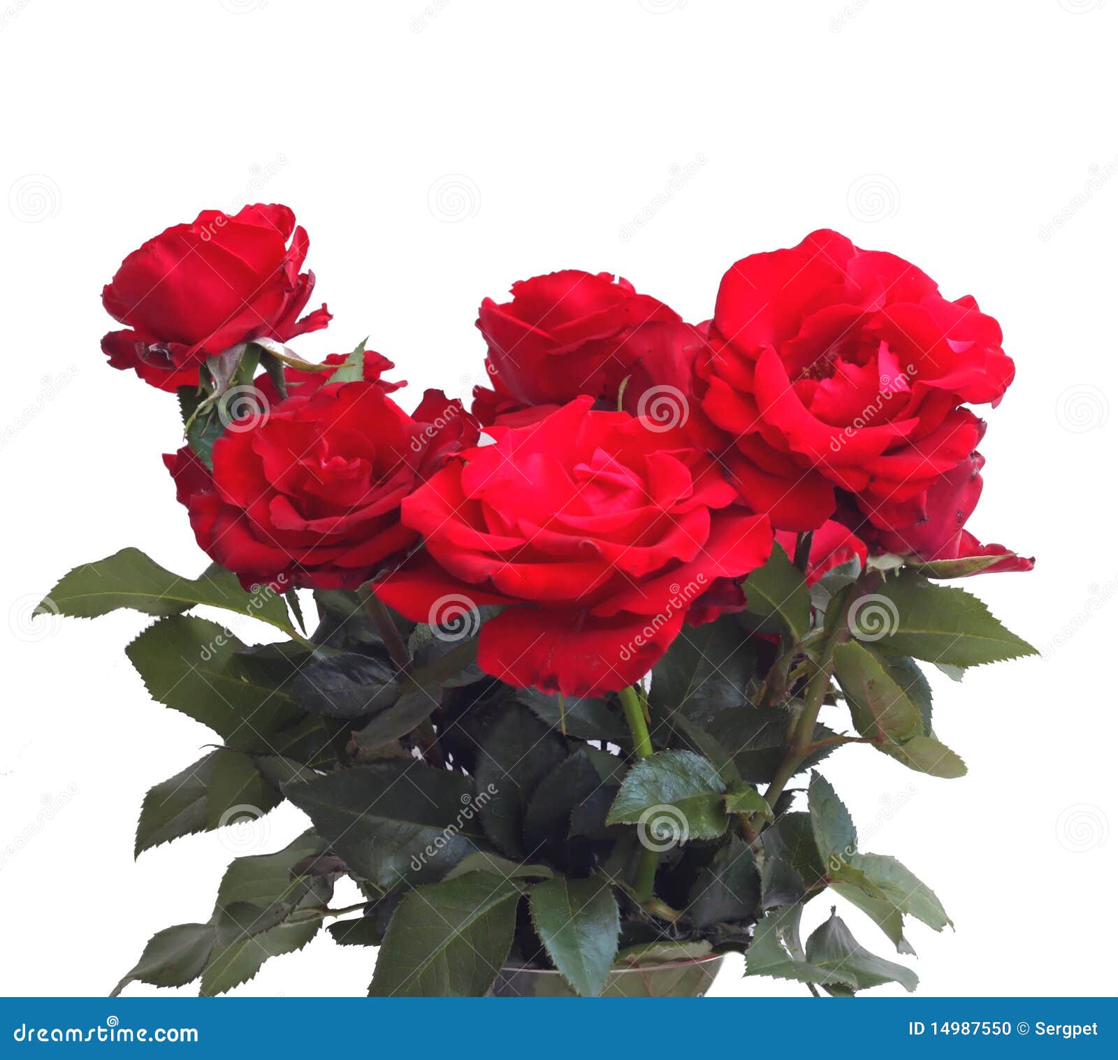 Belle rose rosse. fotografia stock. Immagine di florescenza - 14987550