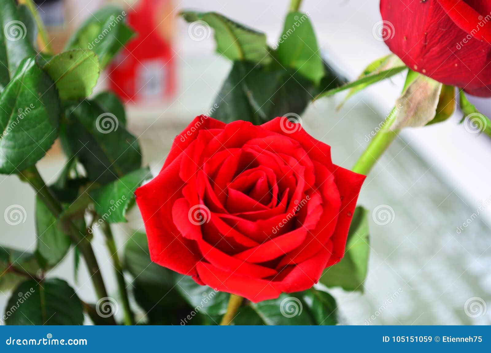 Belle Rose Rosse Per Il Mio Amore Immagine Stock - Immagine di ...
