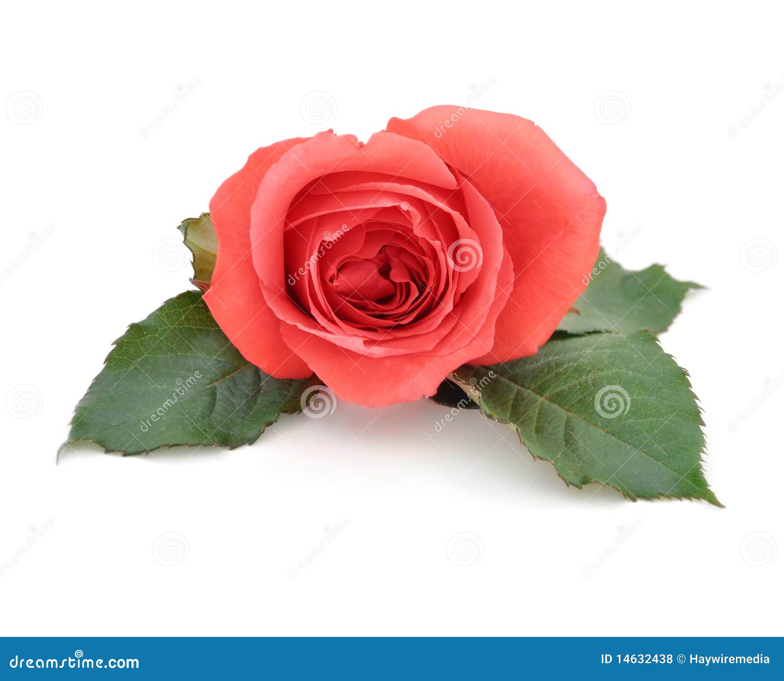 Belle Rose Rouge Romantique D'isolement Photo stock - Image du ...