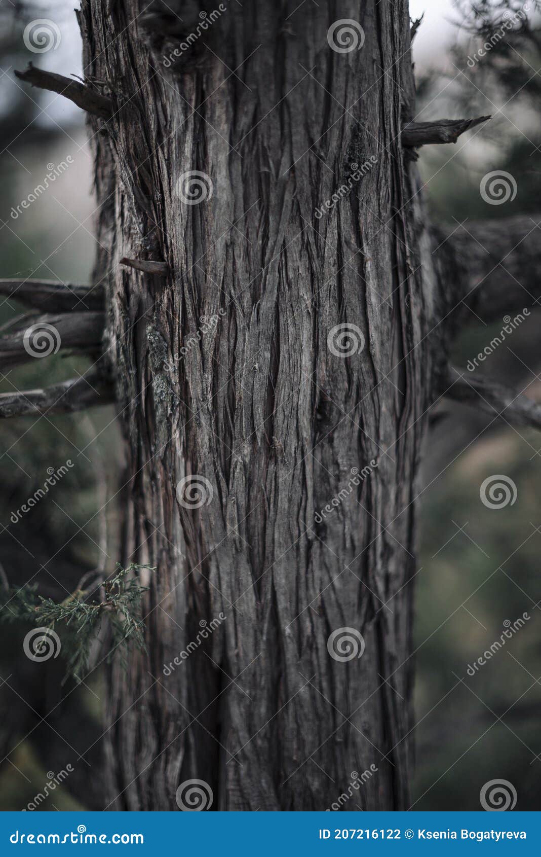 Belle Texture De Tronc De Pin Avec Des Branches Photo stock - Image du ...
