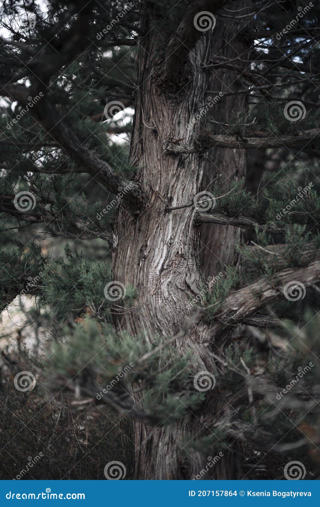 Belle Texture De Tronc De Pin Avec Des Branches Photo stock - Image du ...