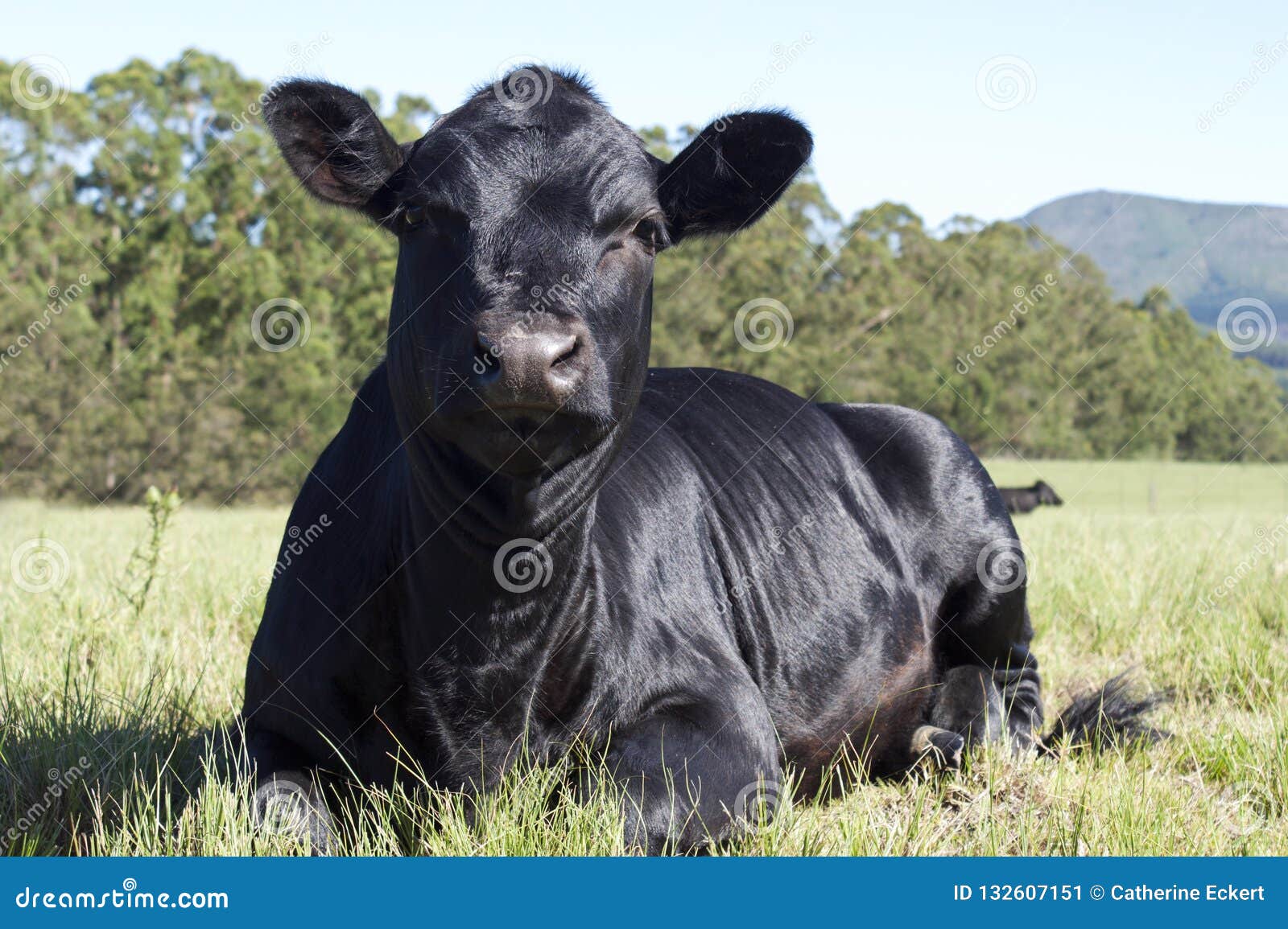 Belle Vache Noire D'Aberdeen Angus Image stock - Image du mensonge ...
