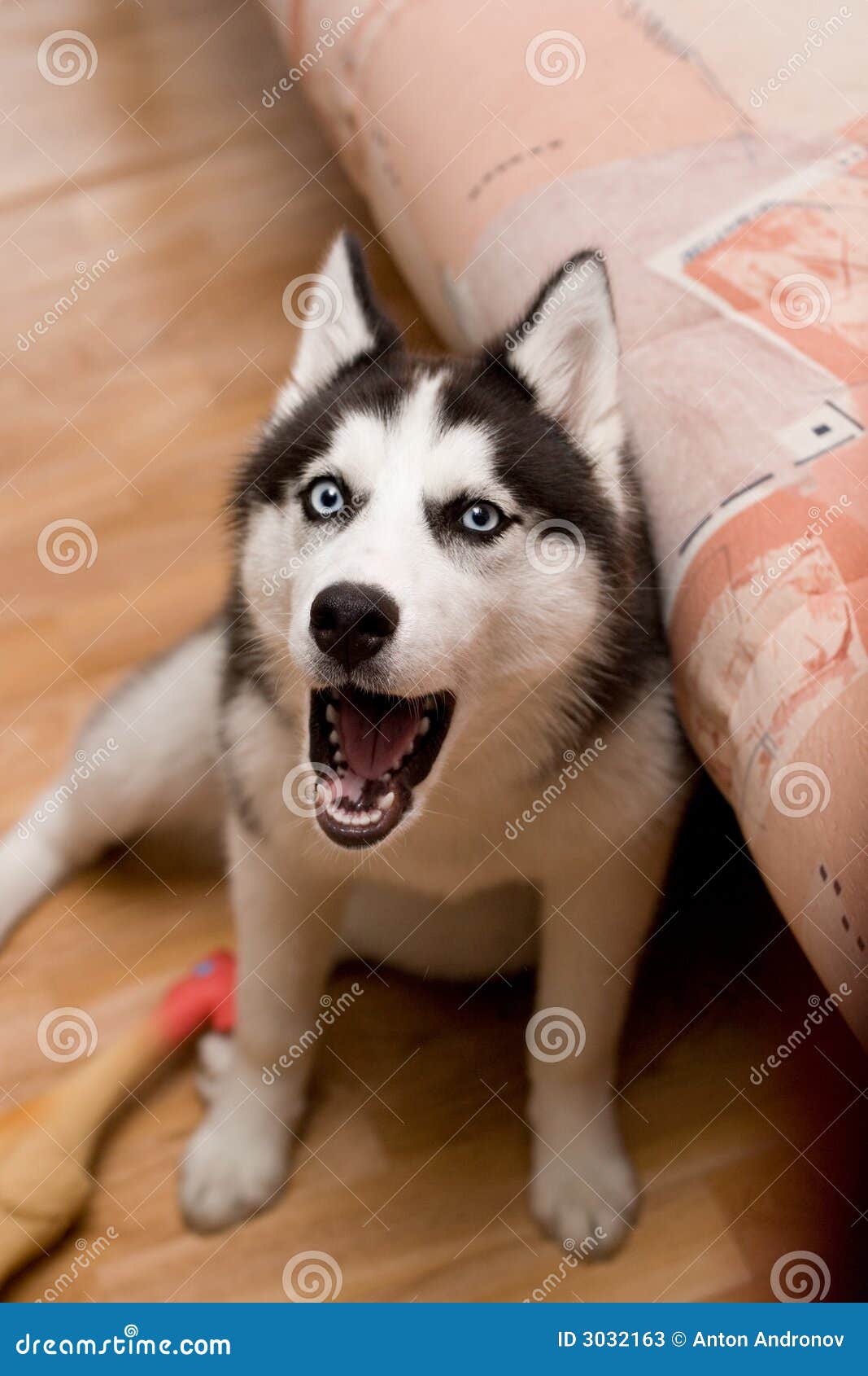 Bellender Hund Mit Ihrem Spielzeug Bild. Bild: 3032163