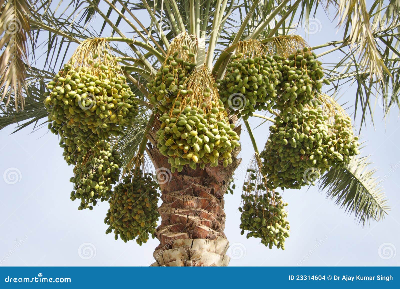 Belles Dattes Vertes Pendant De L'arbre Photo stock - Image du ...