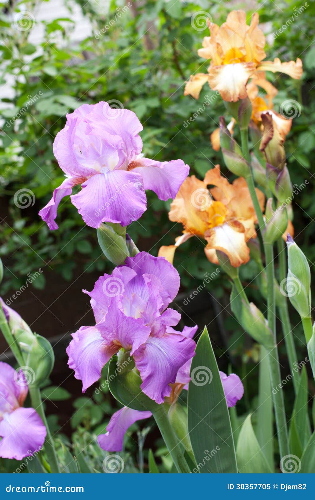 Belles fleurs d'iris image stock. Image du sunlight, fleurs - 30357705