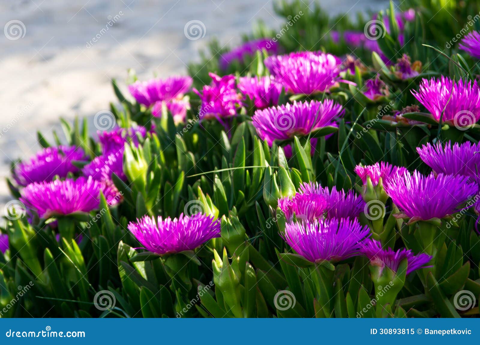 Belles Fleurs De Bord De La Mer Image stock - Image du petit, jardin ...