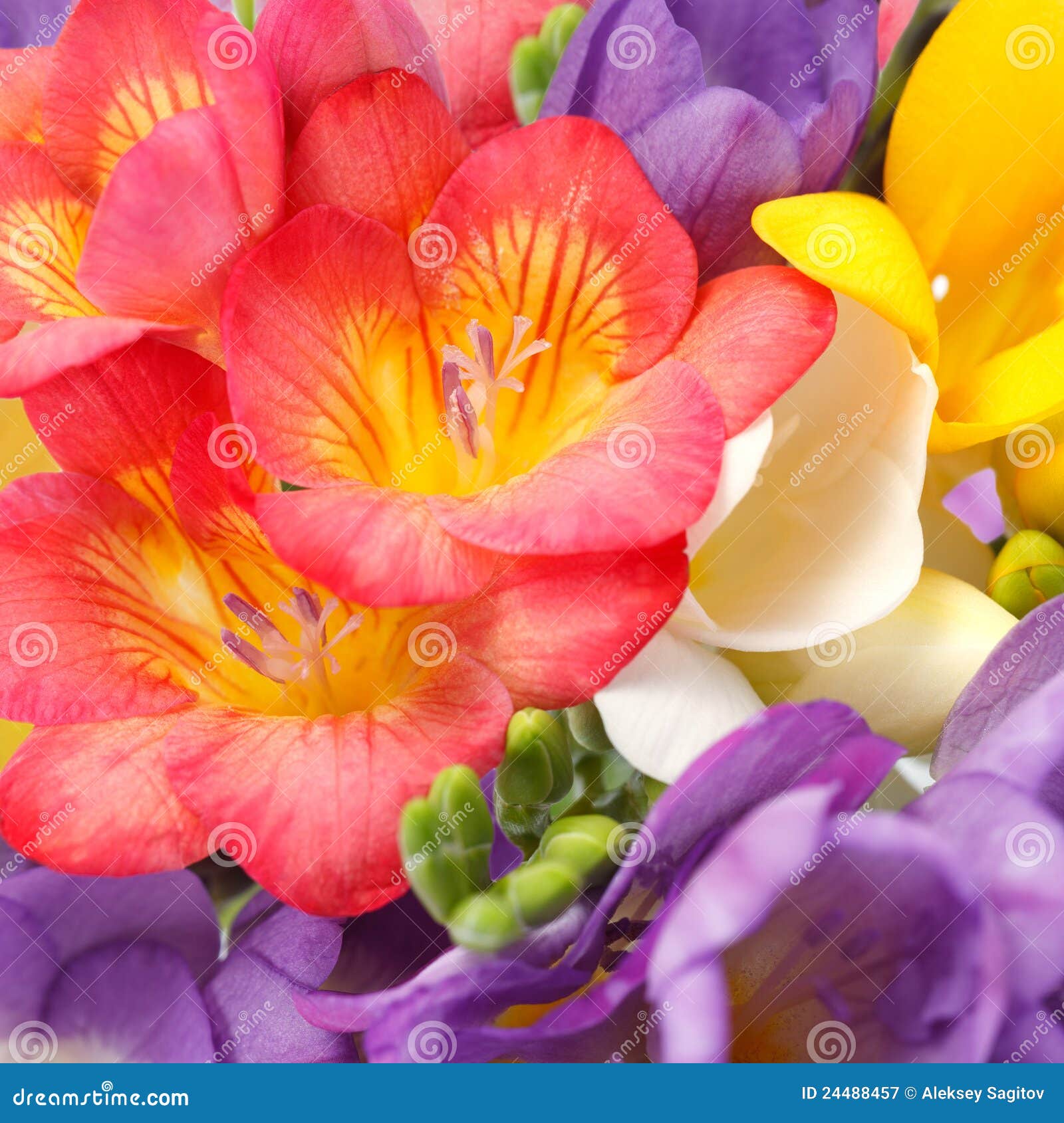 Belles fleurs de freesia image stock. Image du célébrez - 24488457