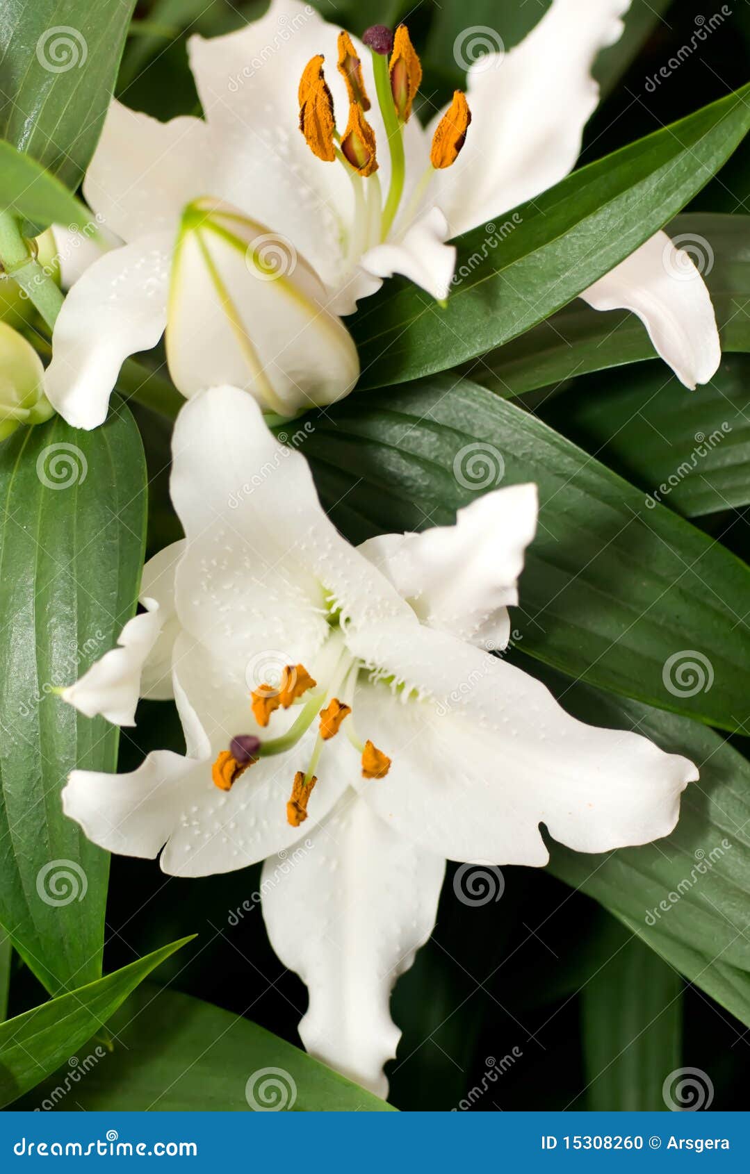 Belles fleurs de lis blanc photo stock. Image du centrale - 15308260