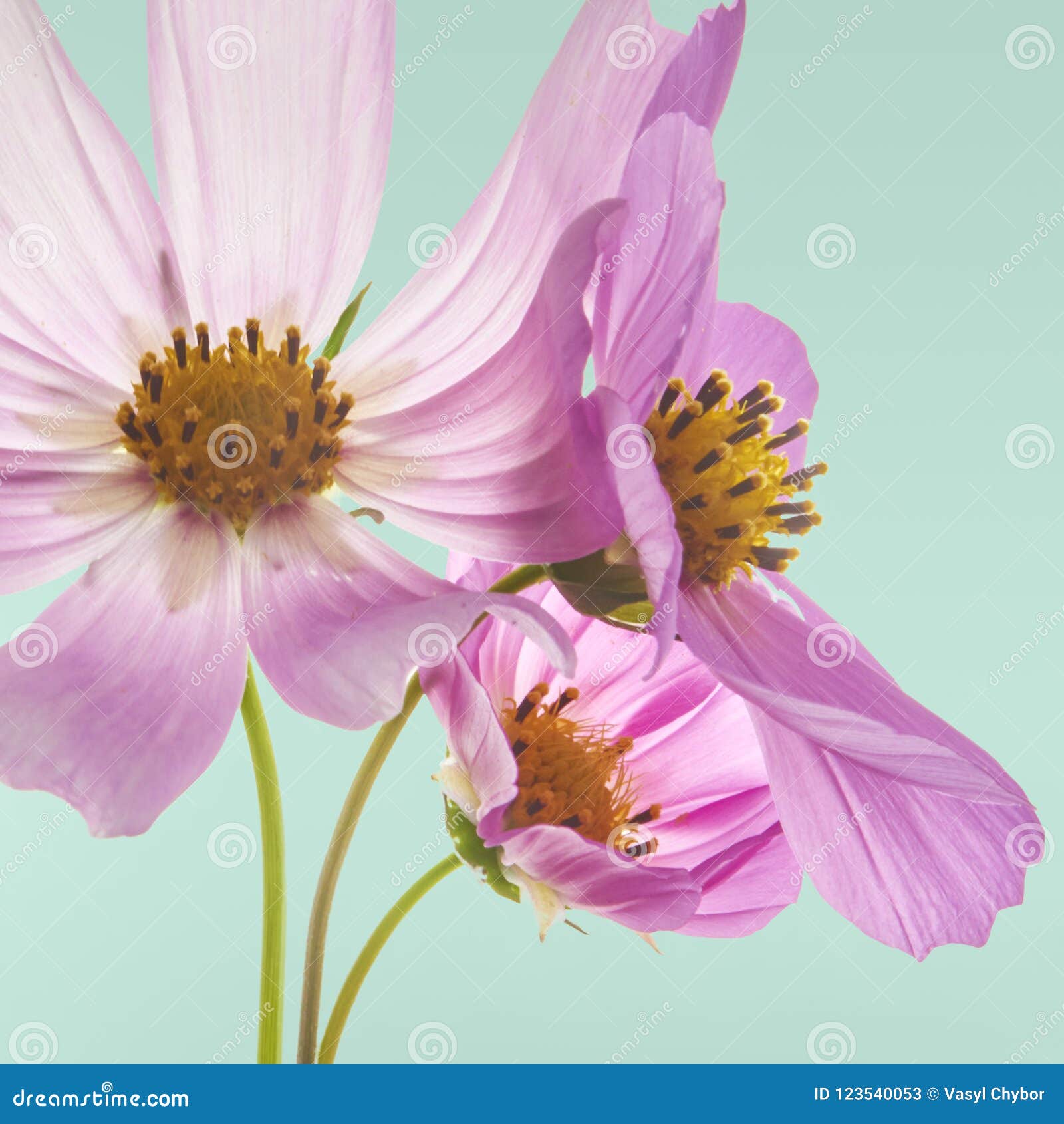 Belles Fleurs De Rose En Pastel Image stock - Image du abstrait, lame ...