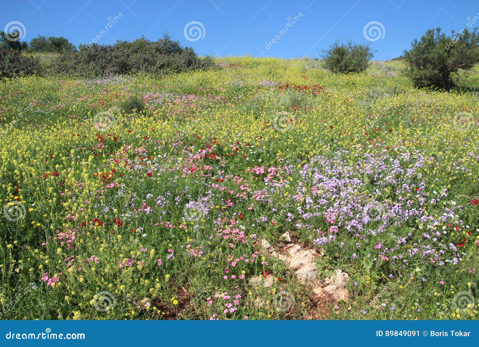 Belles Fleurs En Israel Mount Gilboa Carmel Image stock - Image du ...