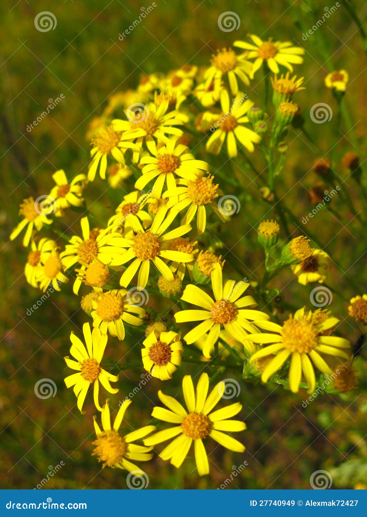 Belles Fleurs Jaunes Du Moût De St John Image stock - Image du herbes ...