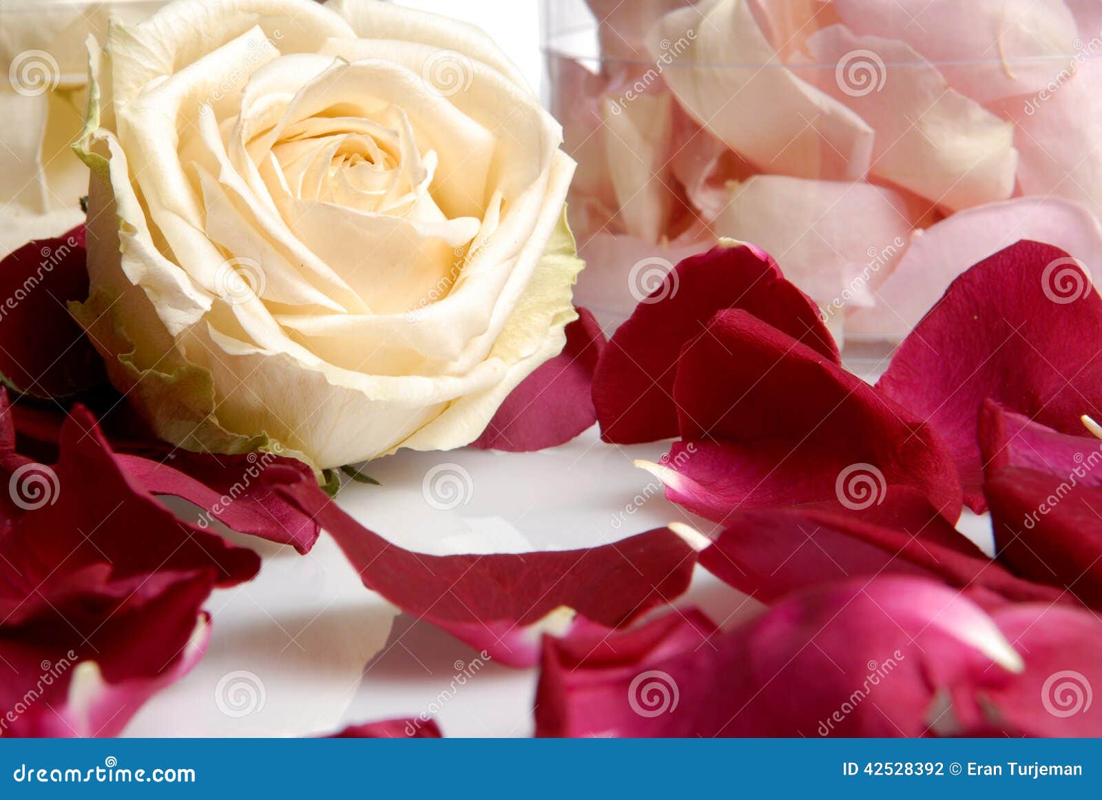 Belles Fleurs Romantiques De Roses Roses Et Blanches Photo stock ...