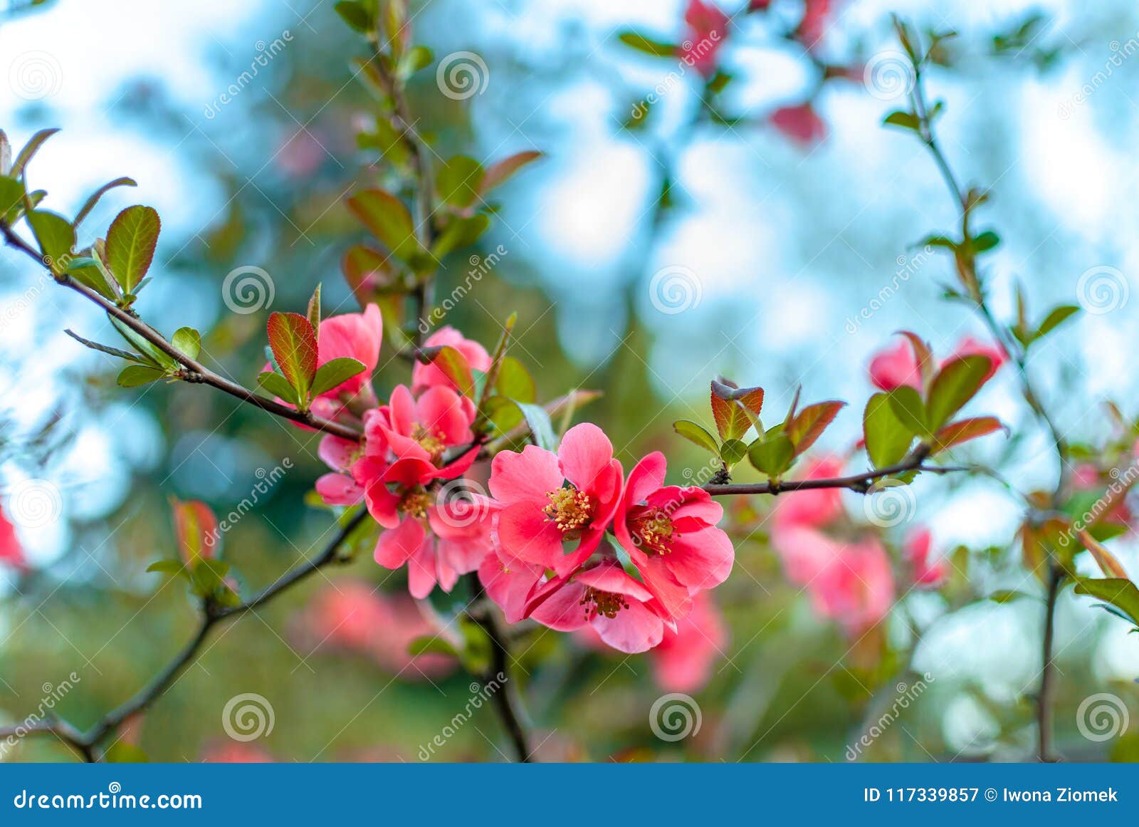 Belles Fleurs Roses De Coing Japonais Image stock - Image du rose ...