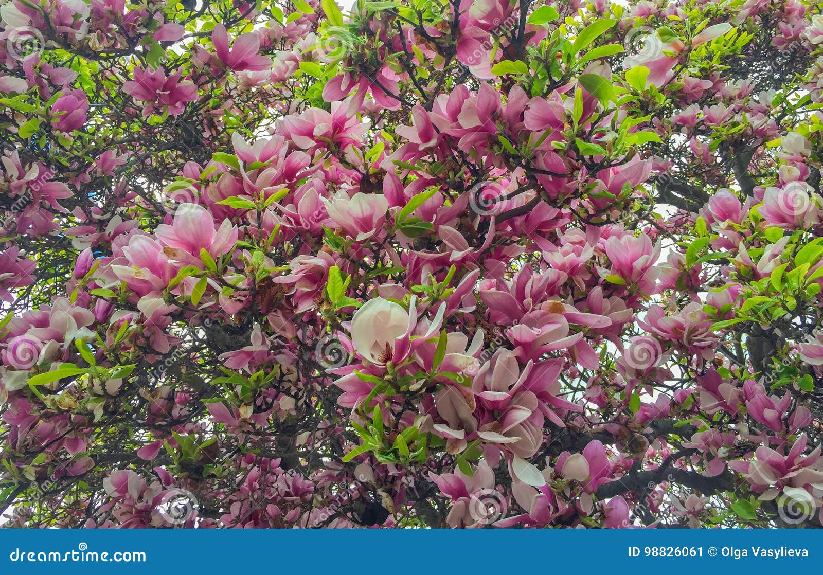 Belles Fleurs Roses De Magnolia Arbre De Floraison De Magnolia Image ...