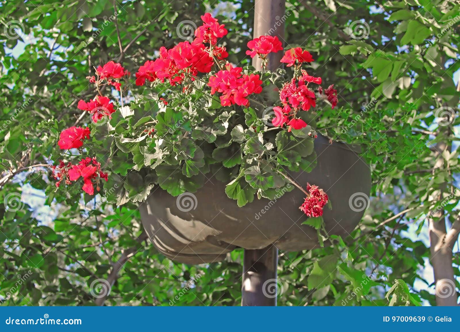 Belles Fleurs Rouges Dans Le Pot De Fleur Image stock - Image du rouge ...