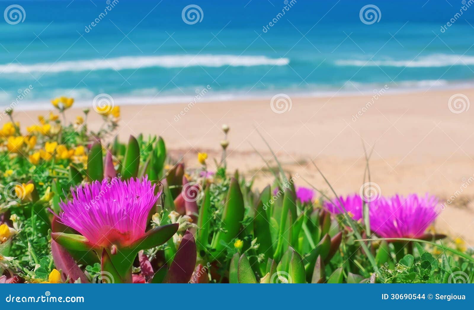 Belles Fleurs Sur Un Fond De La Mer. Photo stock - Image du hortensia ...