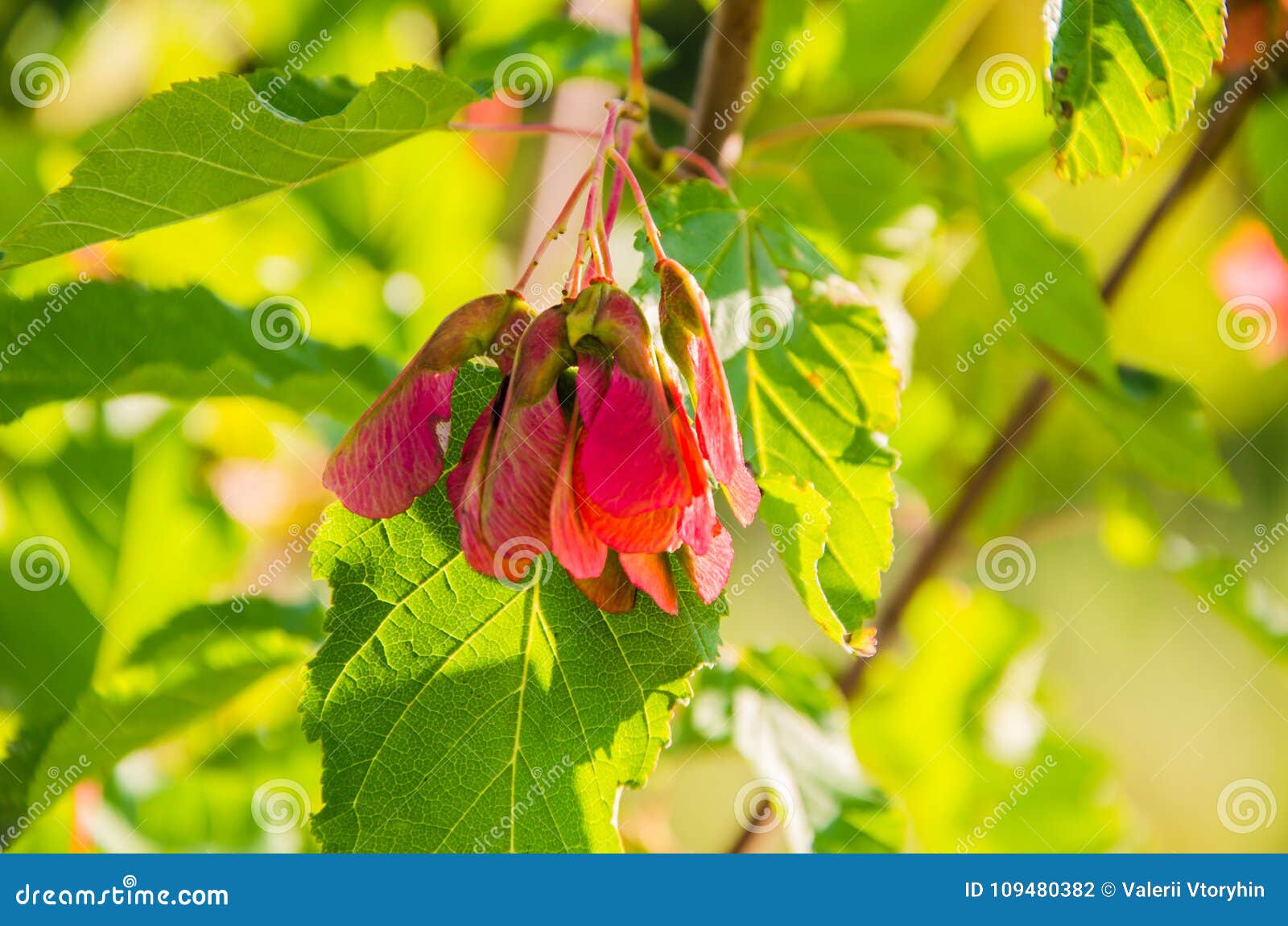 Belles graines d'arbre photo stock. Image du brun, partie - 109480382