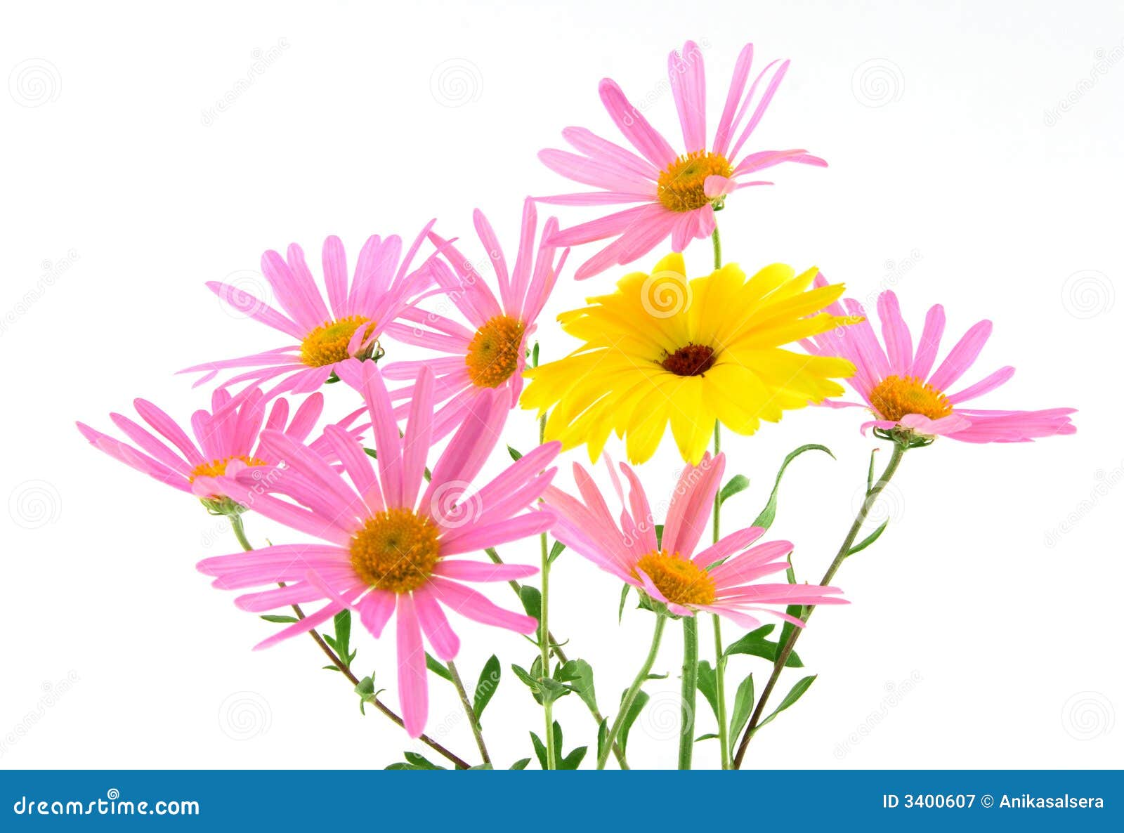 Belles Marguerites De Gerbera Image stock - Image du nature, fleur: 3400607