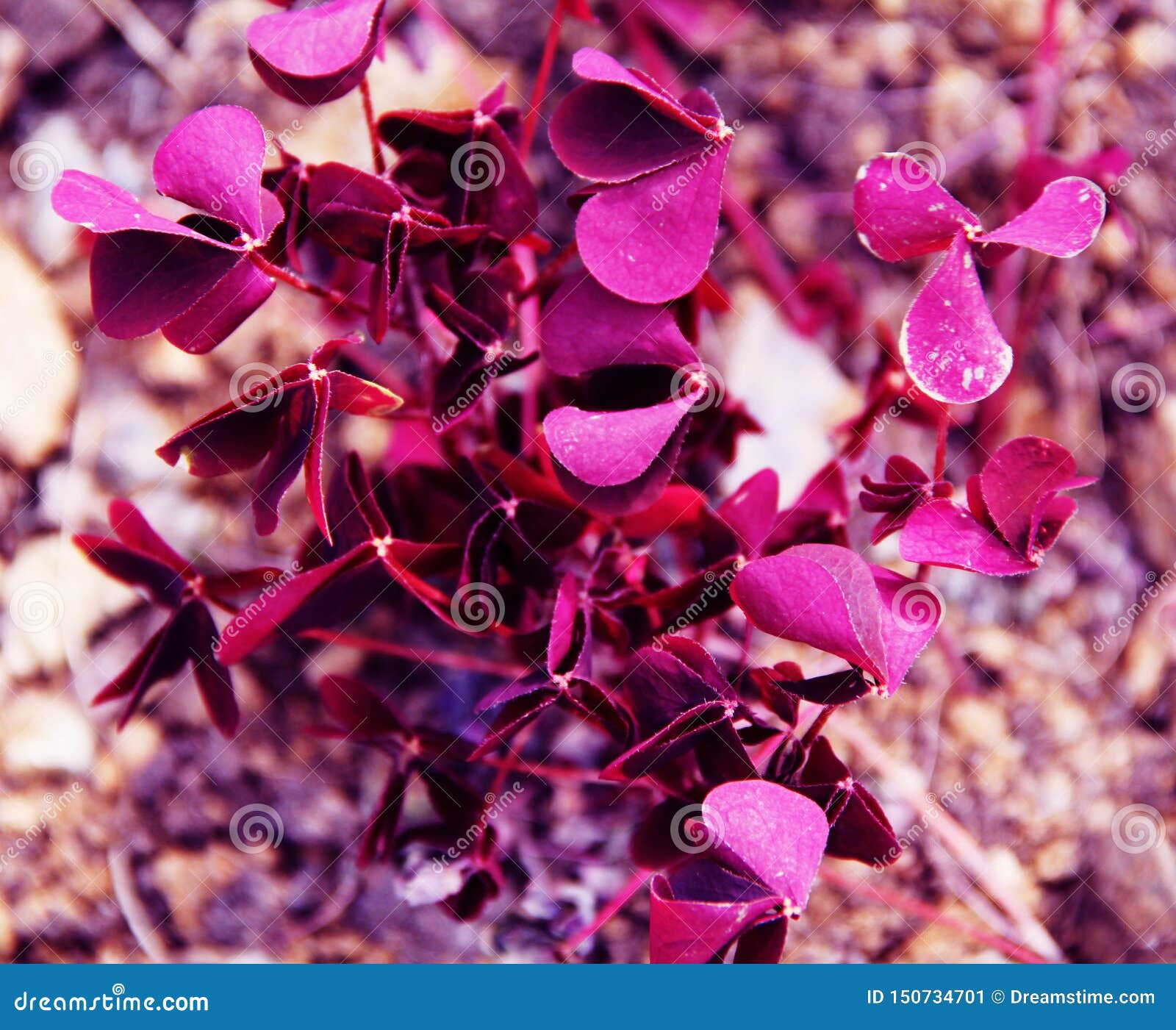 Belles Petites Fleurs Roses Sur Le Lit De Fleur Image stock - Image du ...