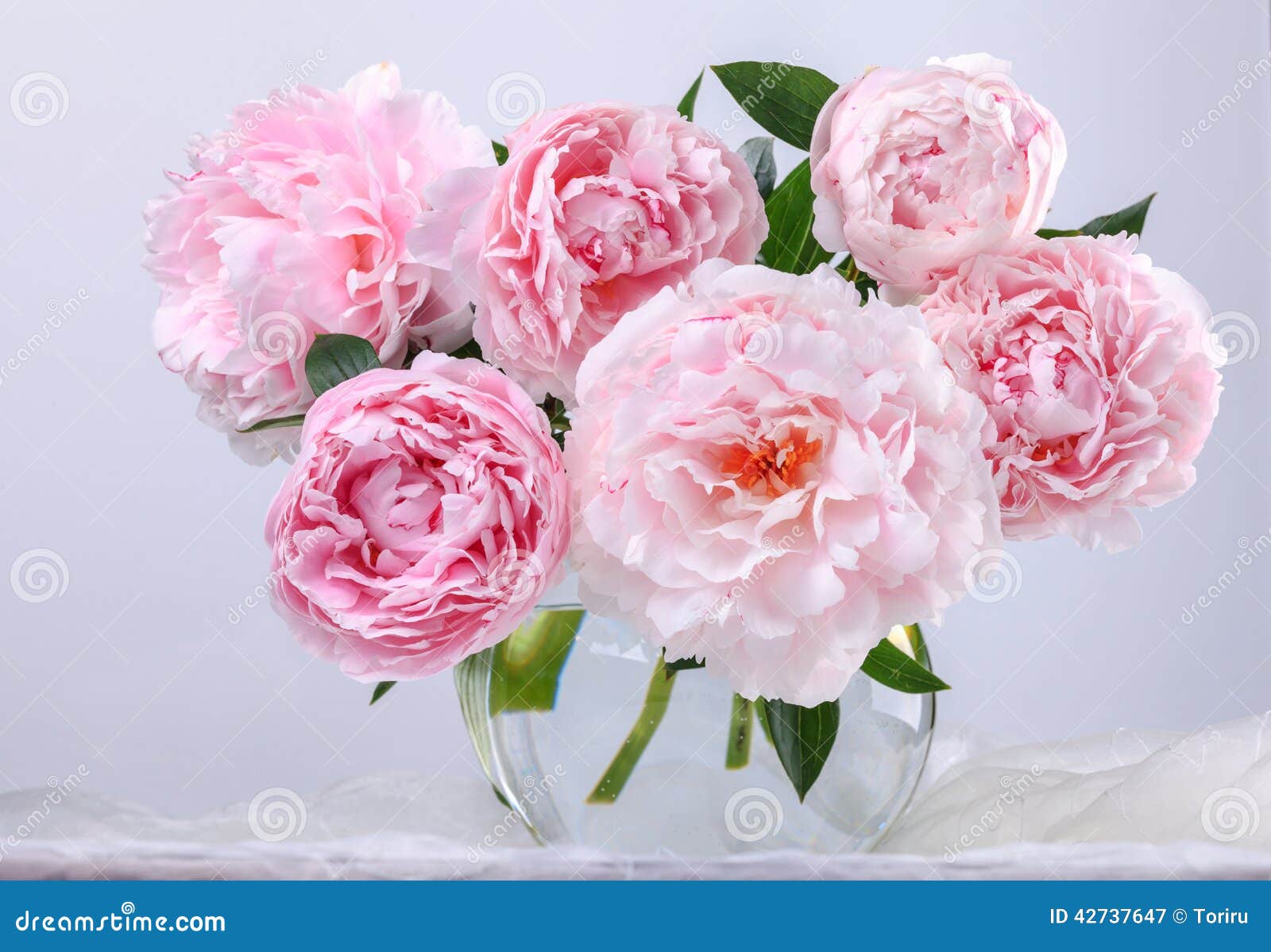 Belles pivoines roses image stock. Image du glace, pivoines - 42737647