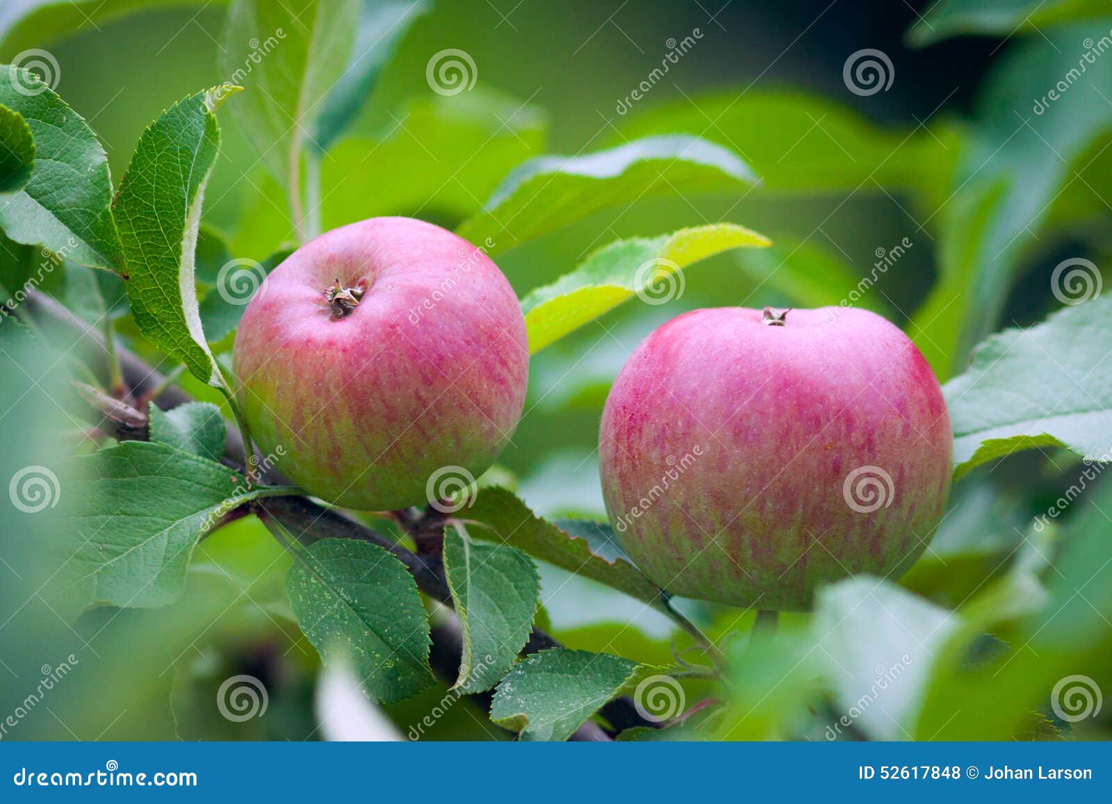 Belles Pommes Rouges Sur Un Arbre Photo stock - Image du automne ...