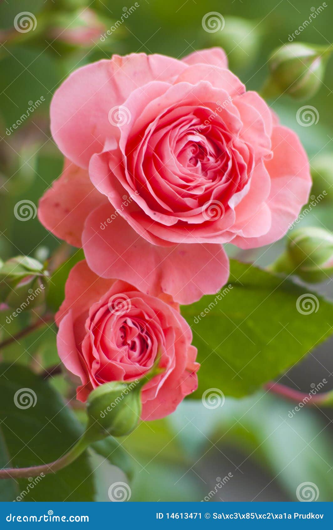 Belles roses roses image stock. Image du centrales, frais - 14613471