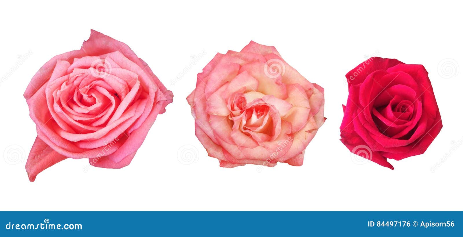 Belles Roses Roses Et Rouges D'isolement Ensemble De Fleurs Photo stock ...