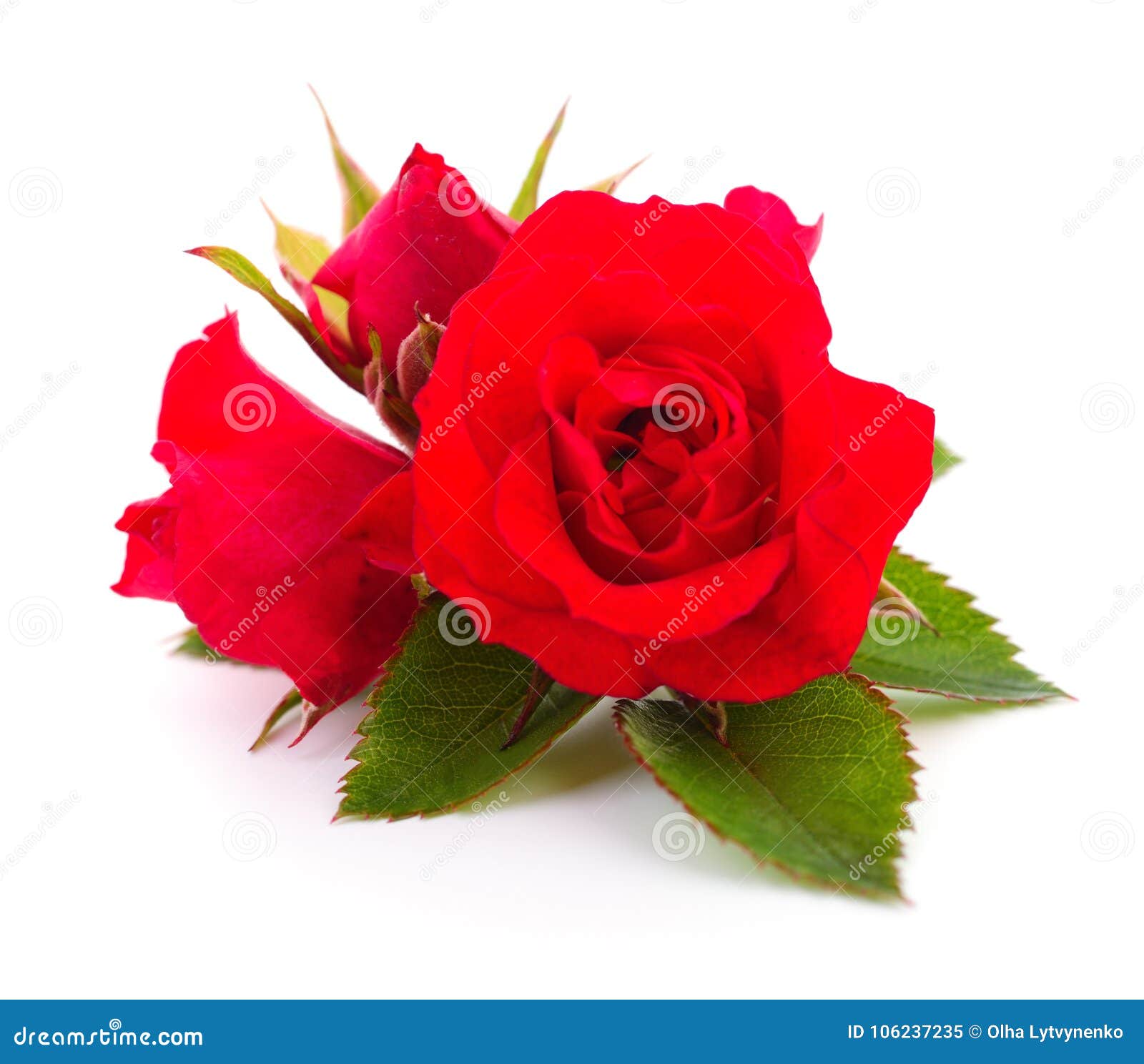 Belles roses rouges image stock. Image du pétale, vert - 106237235