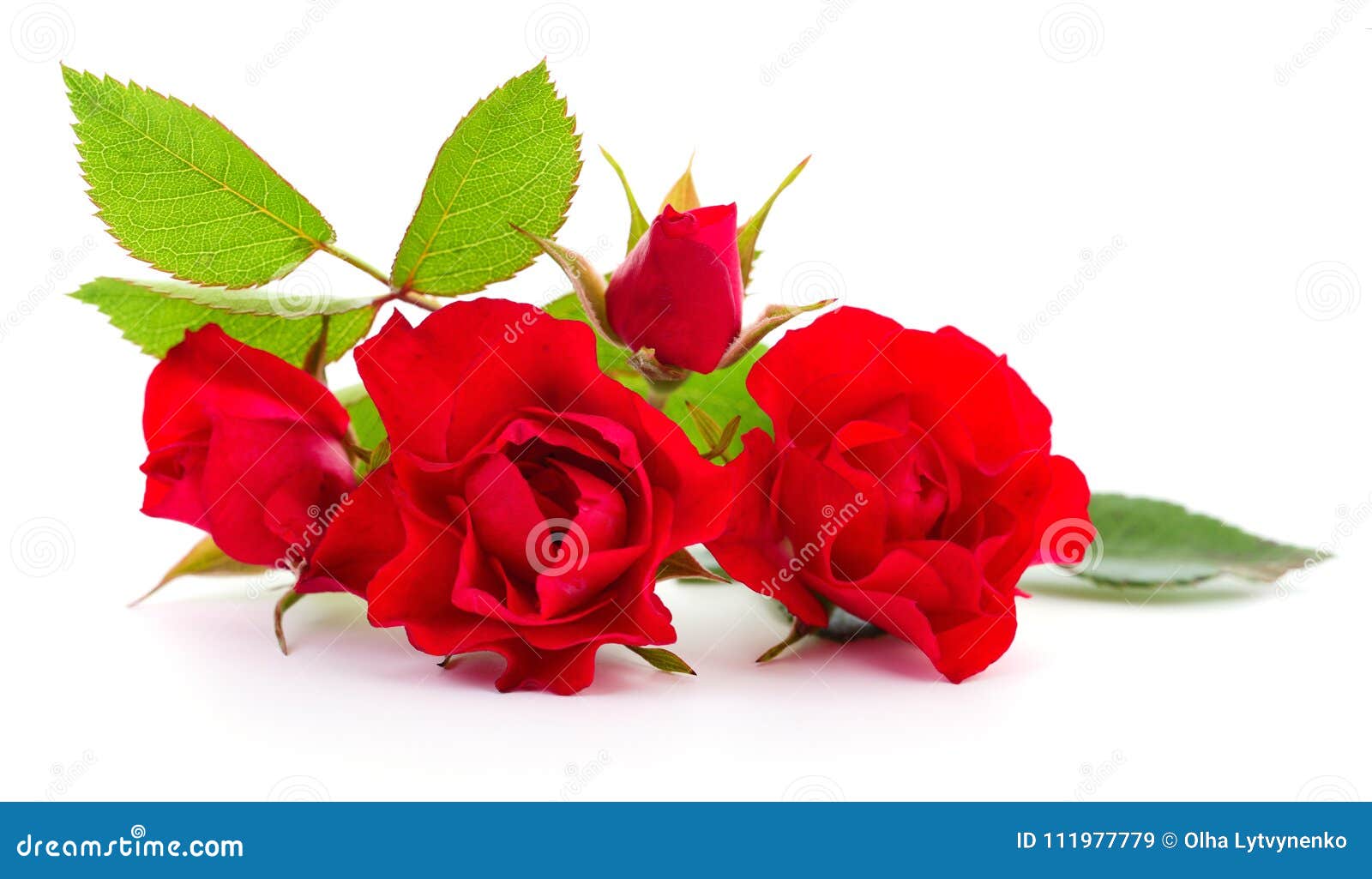Belles roses rouges image stock. Image du couleur, bouquet - 111977779