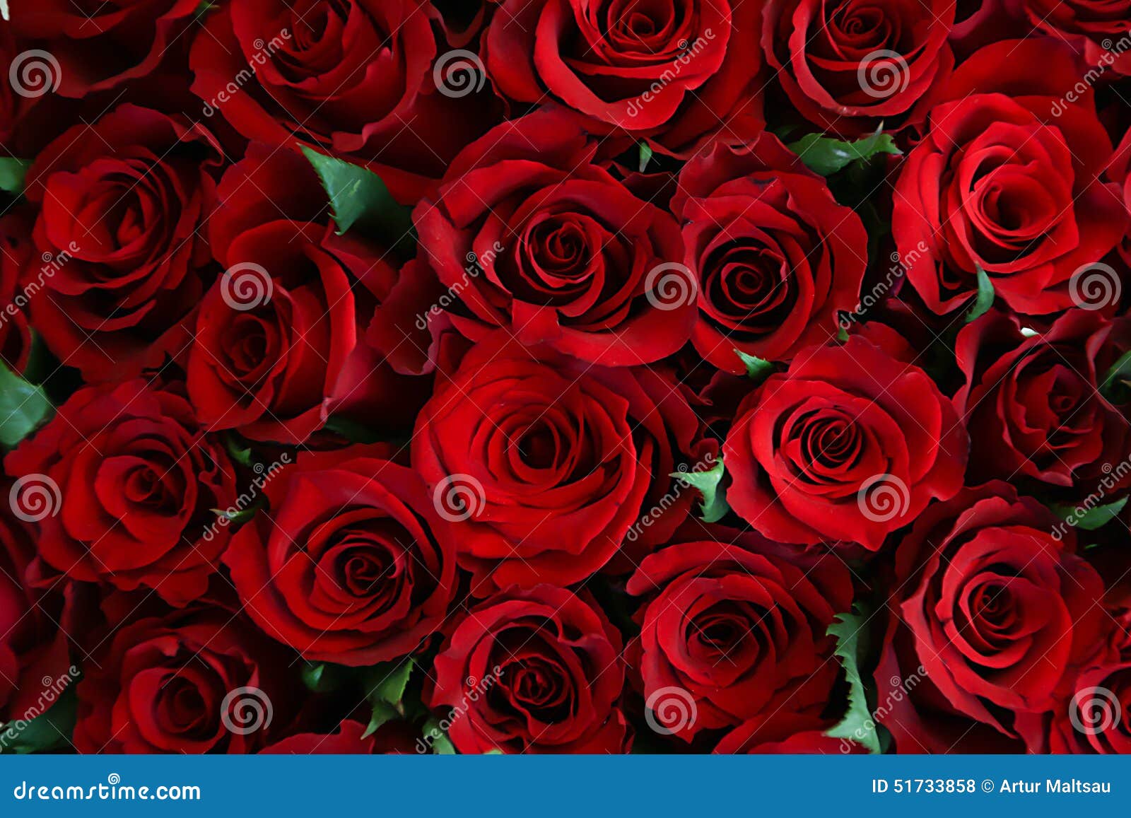 Belles roses rouges photo stock. Image du bourgeon, mariez - 51733858