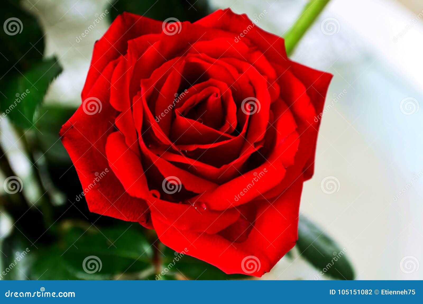 Belles Roses Rouges Pour Mon Amour Photo stock - Image du nature, roman ...