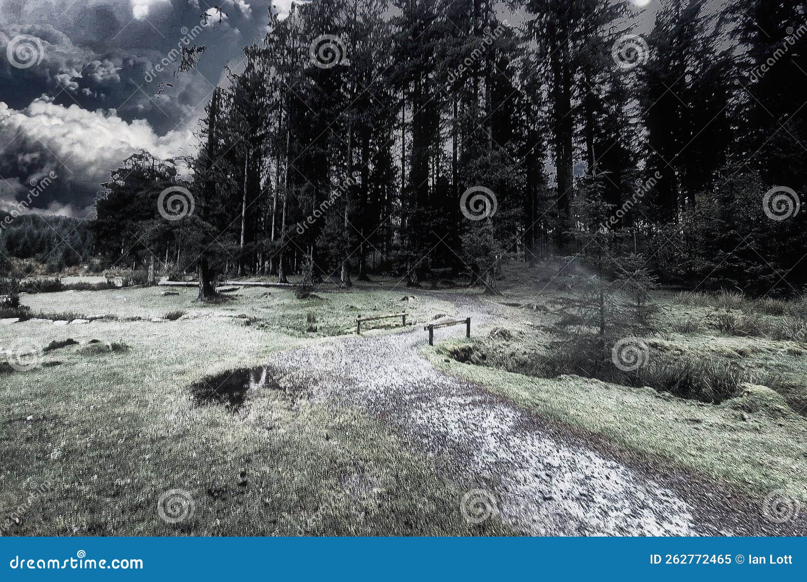 Bellever Forest Dartmoor National Park Devon Uk Stock Image - Image of ...