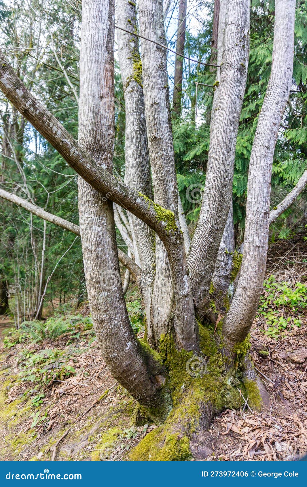 Bellevue Park Path Tree 2 stock photo. Image of path - 273972406