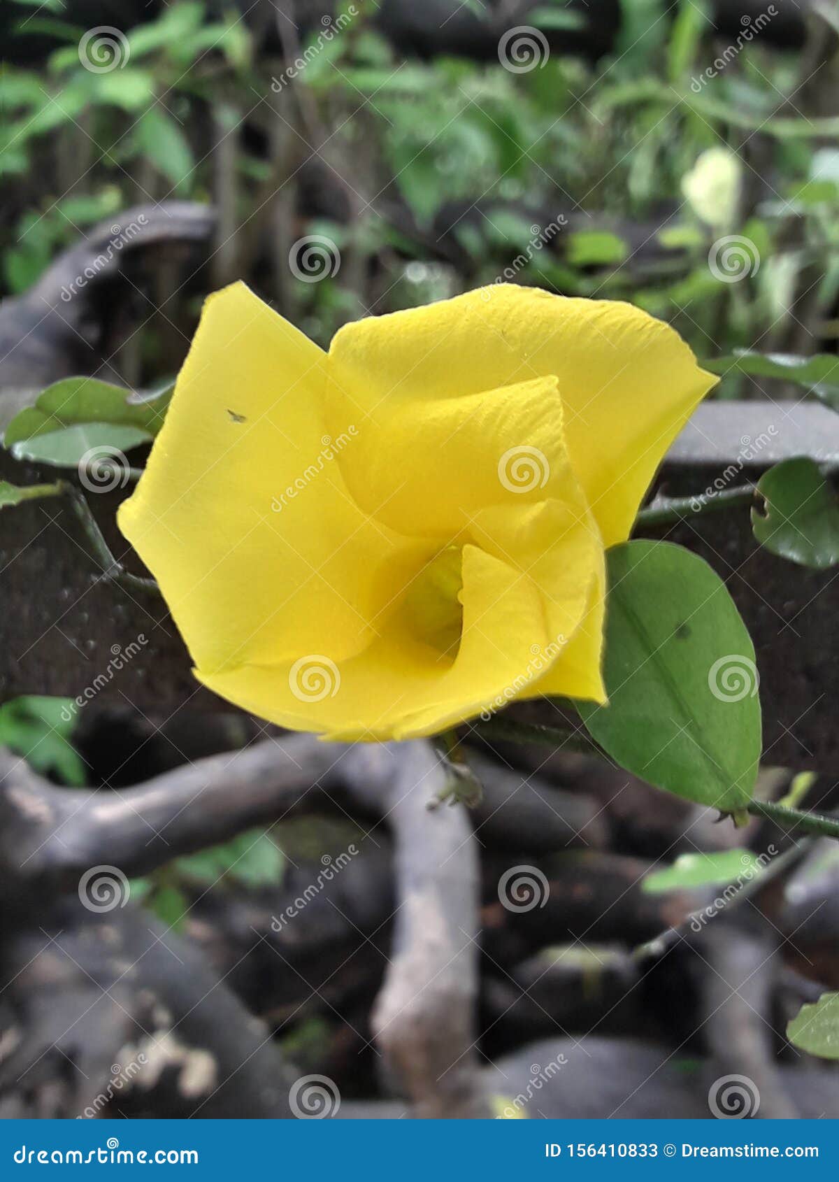 Belleza De La Flor Alamanda Tipo Campana Imagen de archivo - Imagen de ...