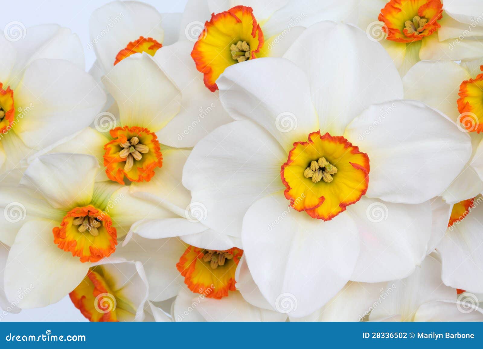 Belleza De La Flor Del Narciso Foto de archivo - Imagen de hermoso ...