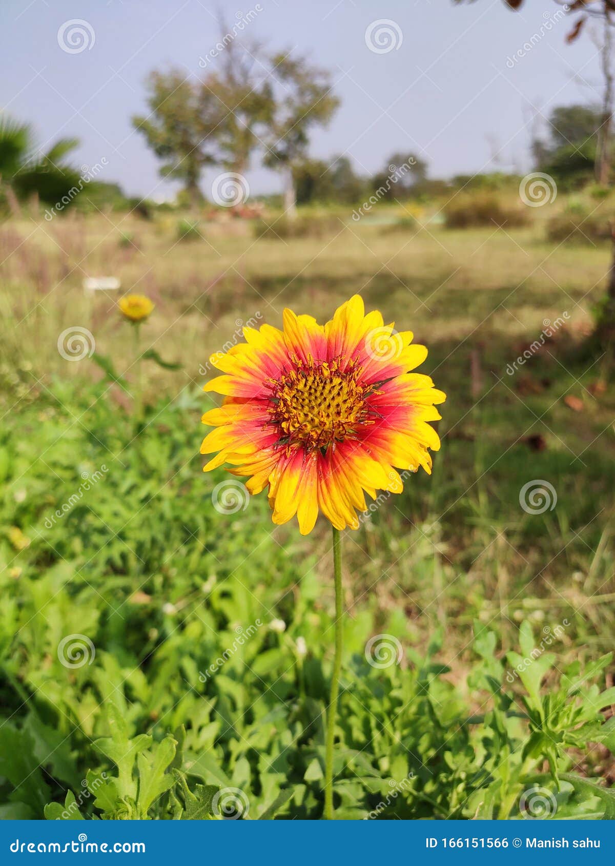 Belleza de la flor del sol foto de archivo. Imagen de jardines - 166151566