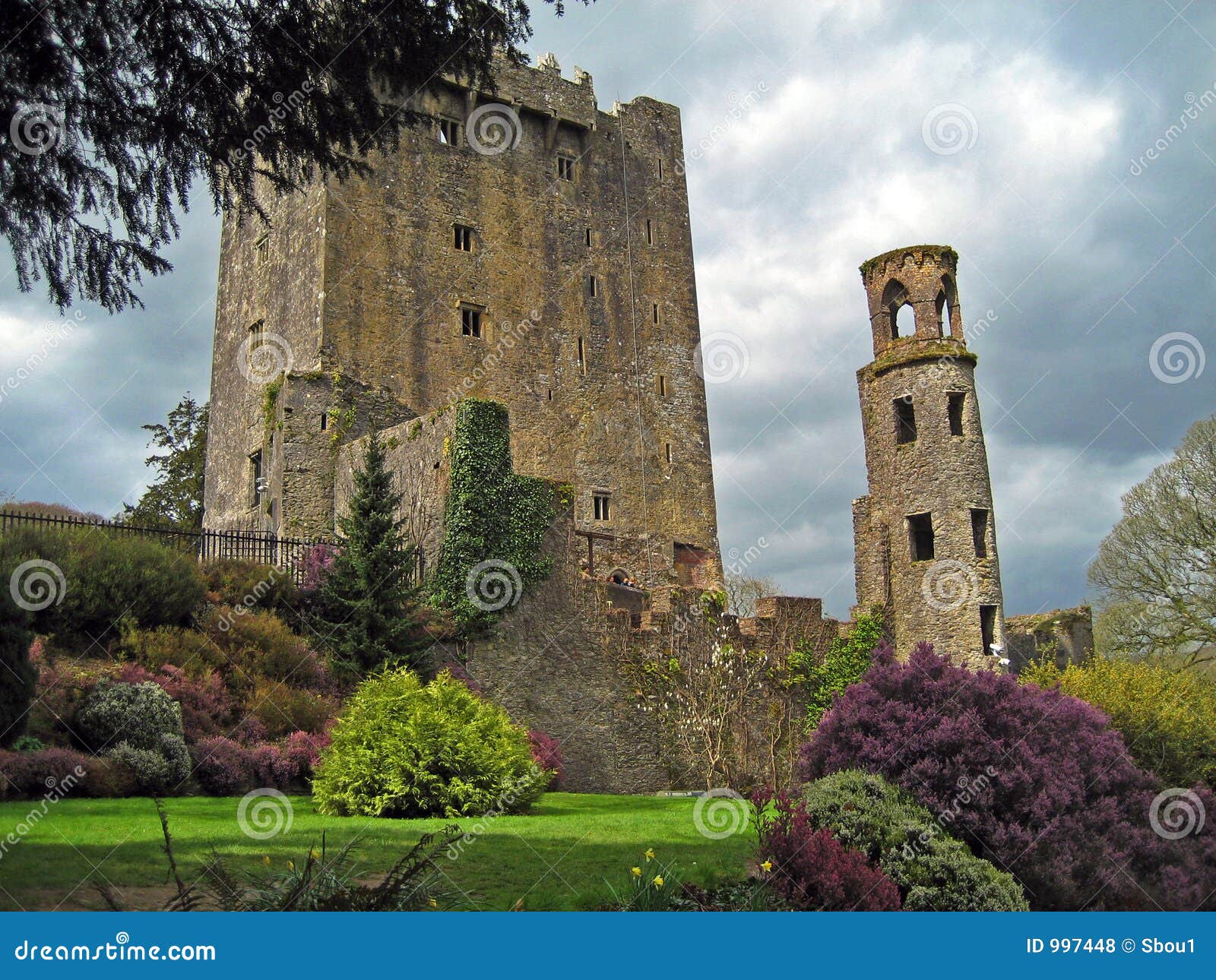 Belleza de la lisonja foto de archivo. Imagen de europeo - 997448