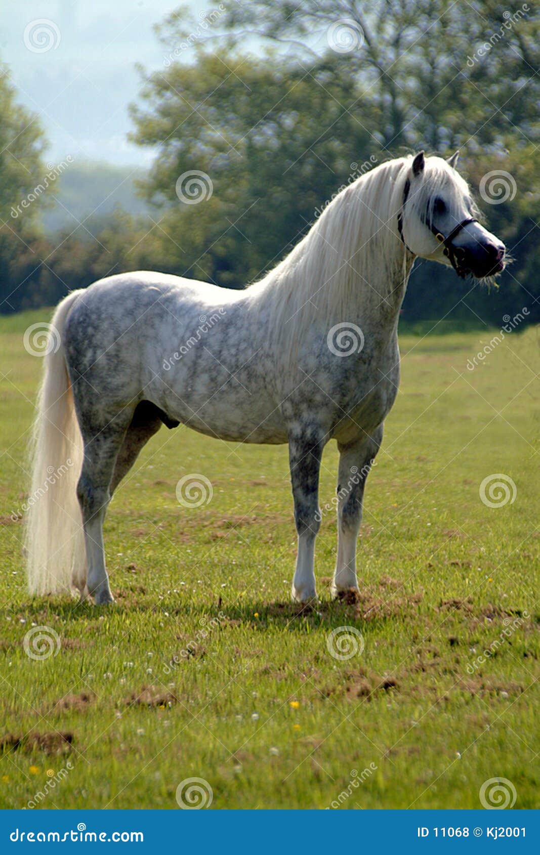 Belleza gris - caballo foto de archivo. Imagen de potro - 11068